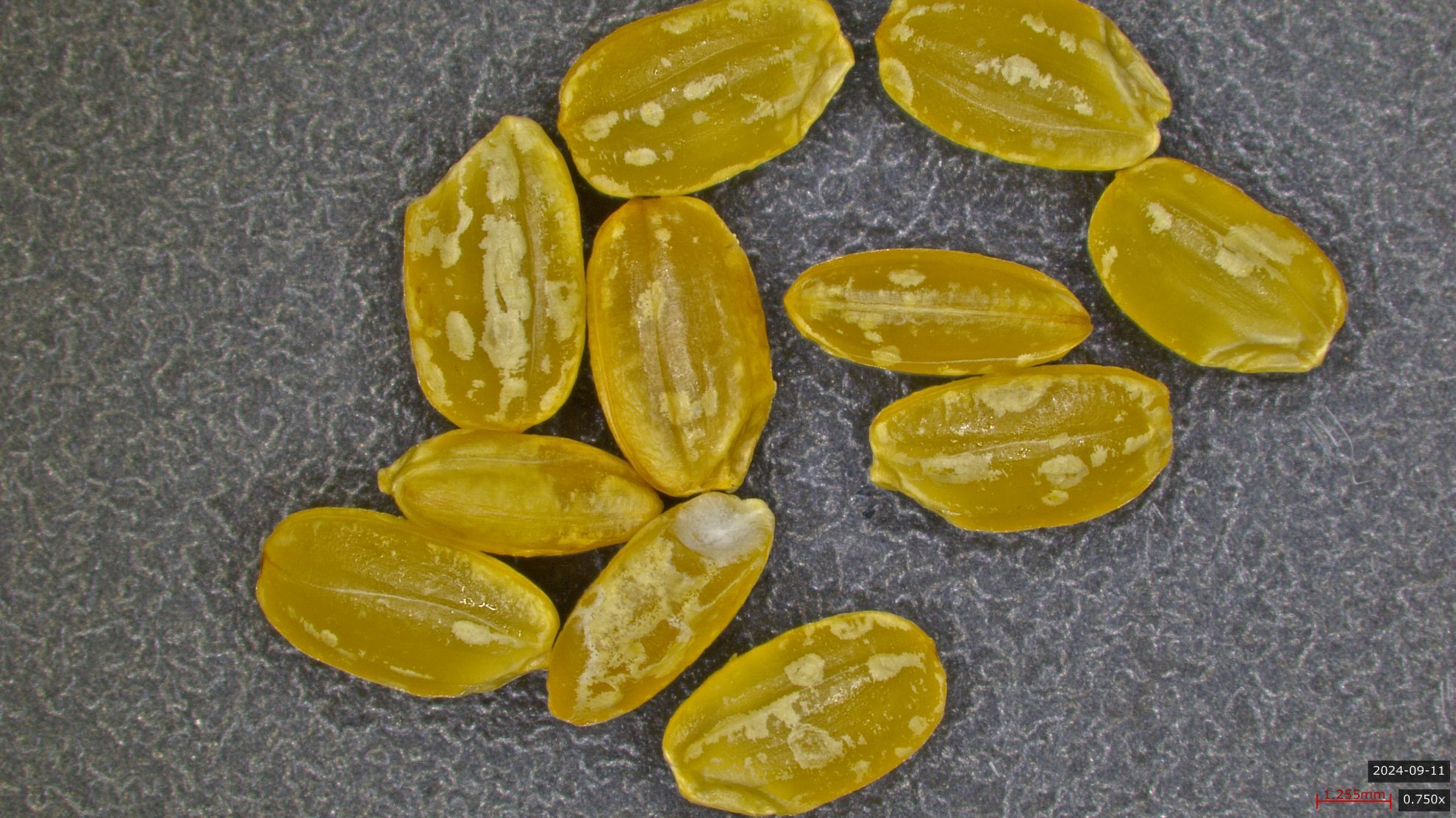 Reference Materials-IAEA-464